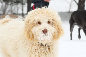 English Mastiff cross breeds | 10 Famous English Mastiff cross breeds