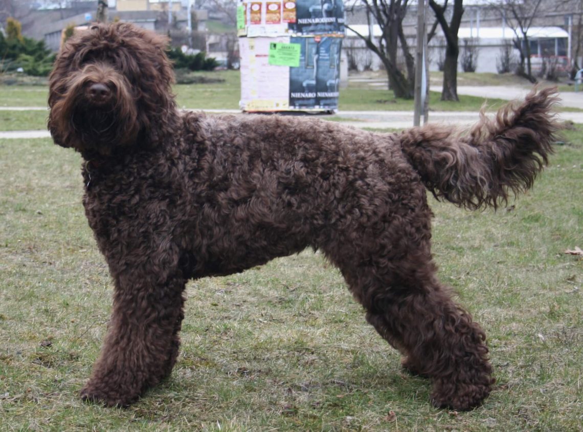 Top 10 Miscellaneous Breeds | Miscellaneous dog Breeds