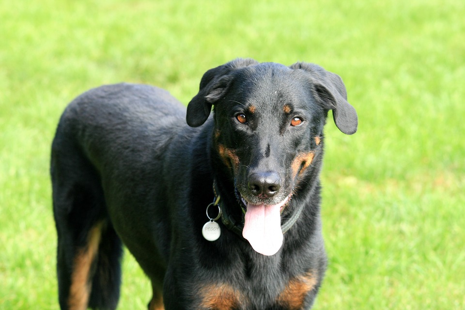 Beauceron Dog Reviews - real reviews from real people