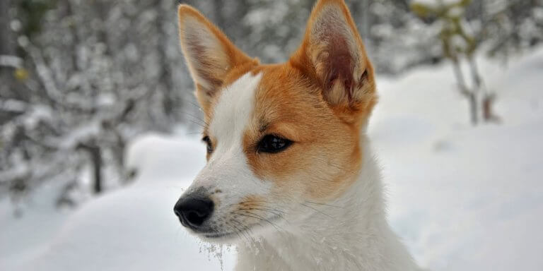 Top 10 Miscellaneous Breeds | Miscellaneous dog Breeds