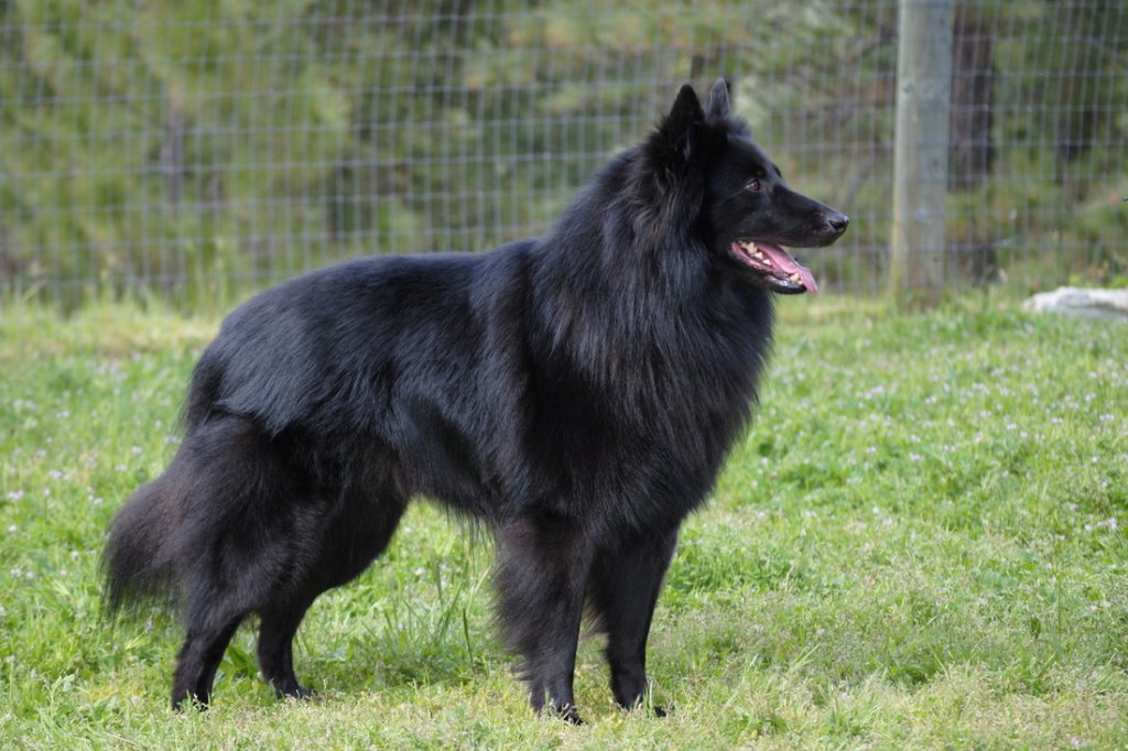 Belgian sheepdog Dog Reviews - real reviews from real people