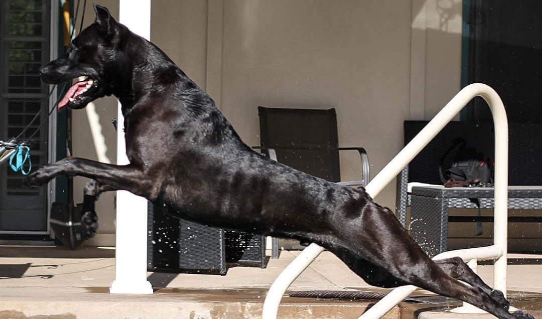 Canis Panther: Personality, Appereances and HD Photos