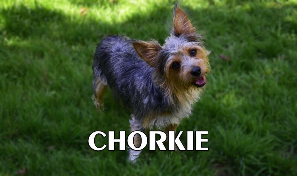 Chorkie | Chorkie characteristics, appearances and HD photos