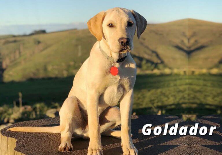 Goldador | Goldador personality, appearances, and HD Photo