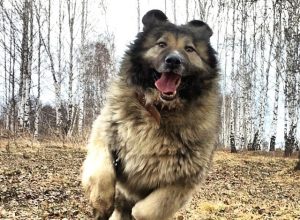 Russian bear dog (Caucasian Shepherd) appearances and HD pictures