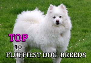 The Top 10 Fluffiest Dog Breeds That Ever Floofed | Dogmal
