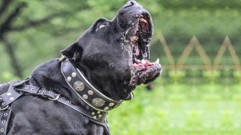 Presa Canario Dog Breed Information and Pictures