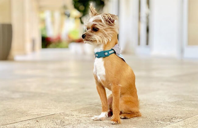 Dogmal - All information about dogs. Dog Breed, Foods, Healths, Care.