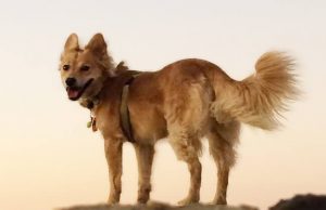 Coydog: All you need to know about the Dogote - Dogmal.com