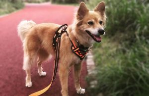 Coydog: All you need to know about the Dogote - Dogmal.com