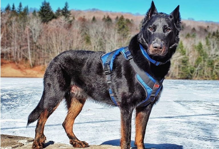 21 Best Guard Dog Breeds List of 2020 21 Best Guard Dog Breeds List of 2020