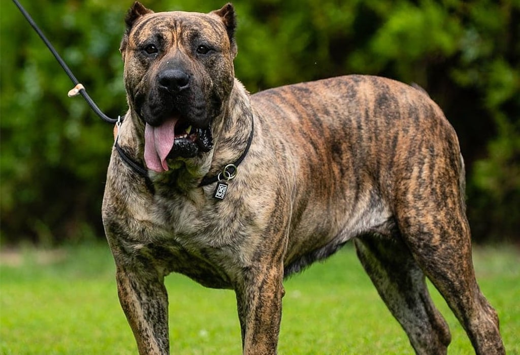 21 Best Guard Dog Breeds List Of 2020
