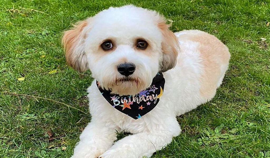 Cavachon Dog - A Low Shedding Designer Crossbreed Dog