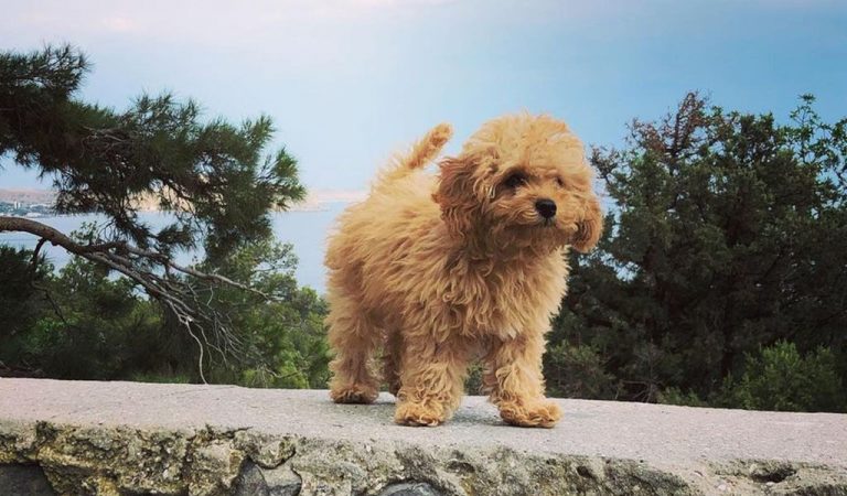 Tea Cup Poodle (Aka Toy Poodle) - Characteristics & Care Guide