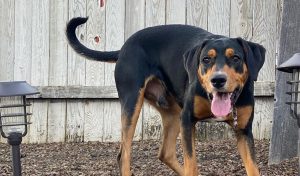 Beagleman – A Cross Breed of Beagle and Doberman Pincher