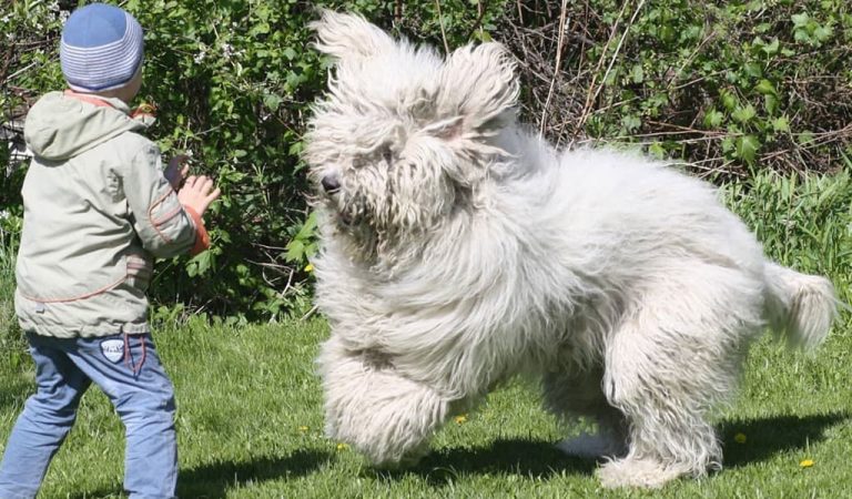 Komondor Dog Breed (Aka Hungarian Sheepdog or Mop Dog)