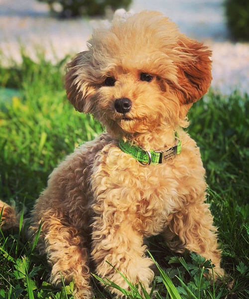 Tea Cup Poodle (Aka Toy Poodle) - Characteristics & Care Guide