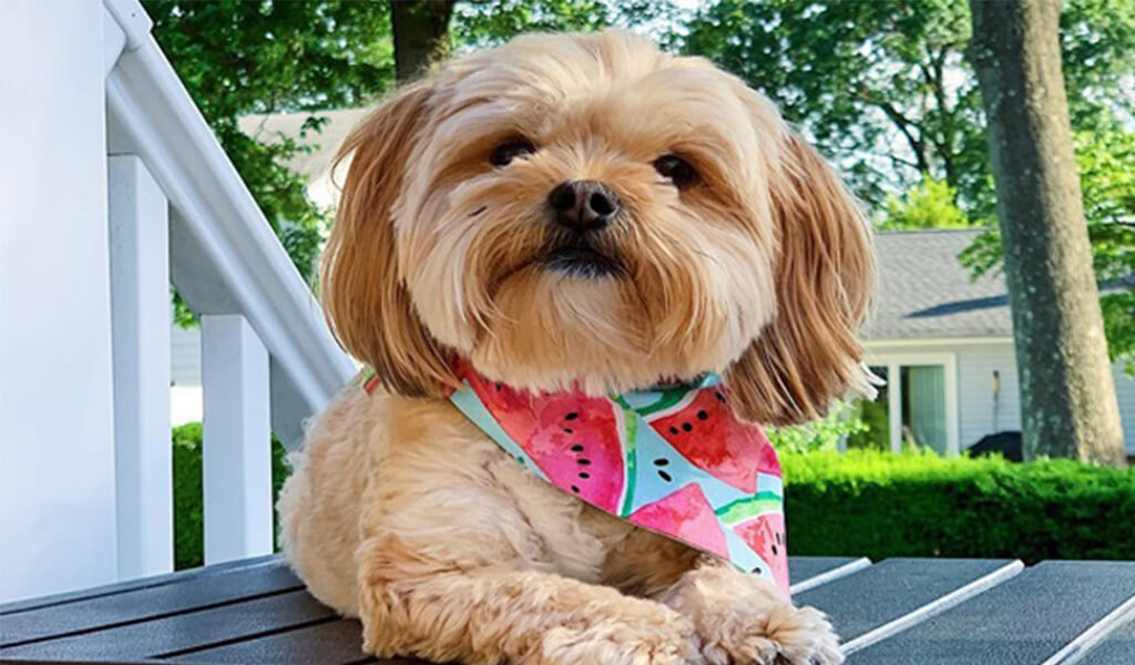 Shorkie: A Designer Mixed Dog Breed of Shih Tzu And Yorkie