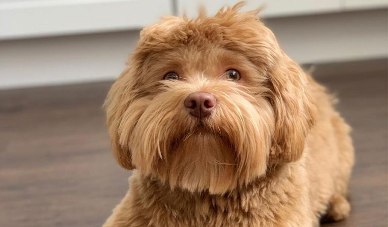 Shih Poo – All About Shih Tzu Poodle Mix Breed