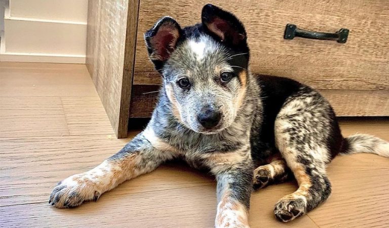 Texas Heeler Dog Breed Information - Pictures, Personality & Healthcare