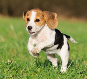 Dachshund Beagle Mix (Doxle OR Doxie) - Full Breed Information