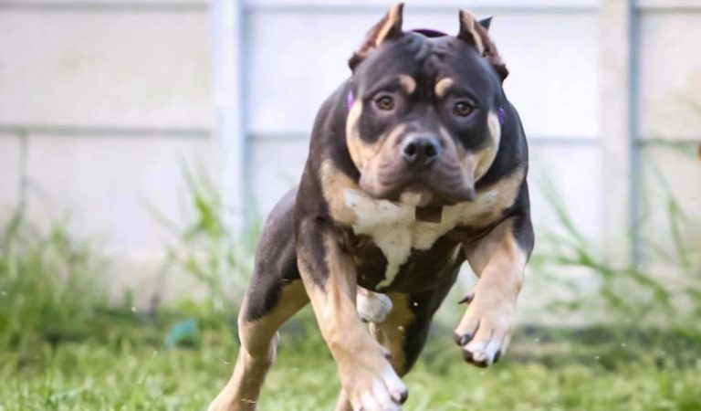 Pocket Pitbull Dog Guide: Characteristics, Appearance & Pictures