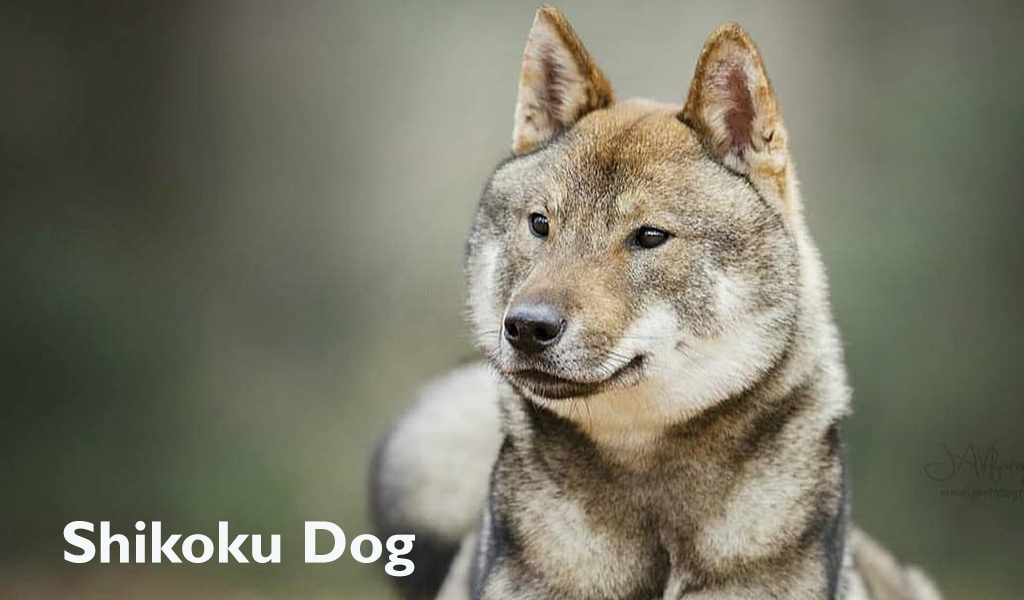Shikoku Dog - Characteristics, Facts & Pictures
