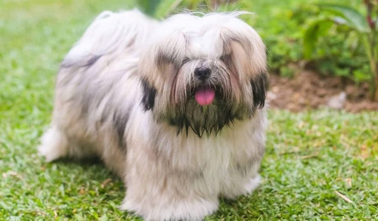 Lhasa Apso - Dog Breed Information