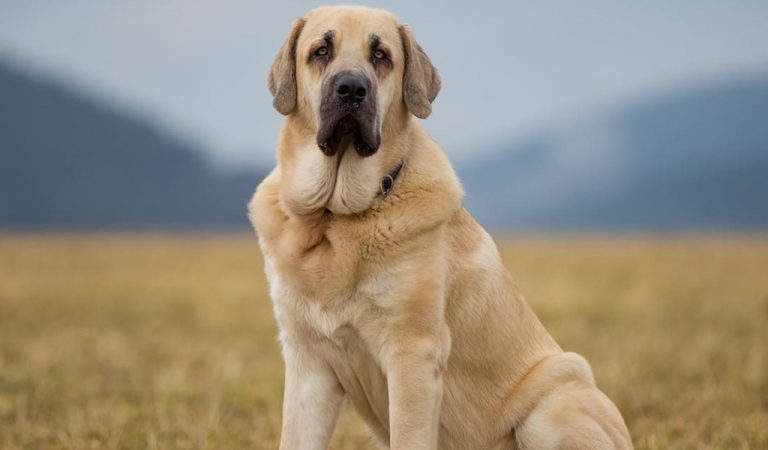 Spanish Mastiff : Dog Breed Information, Price, Size, Care & More