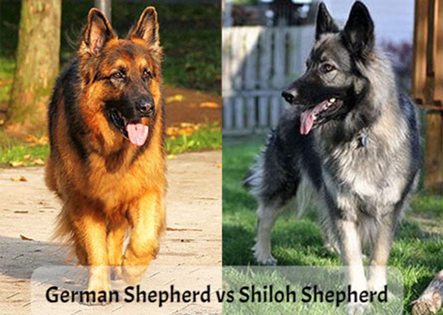 Berger Shiloh Vs Berger Allemand Shiloh Shepherd Vs. German Shepherd: