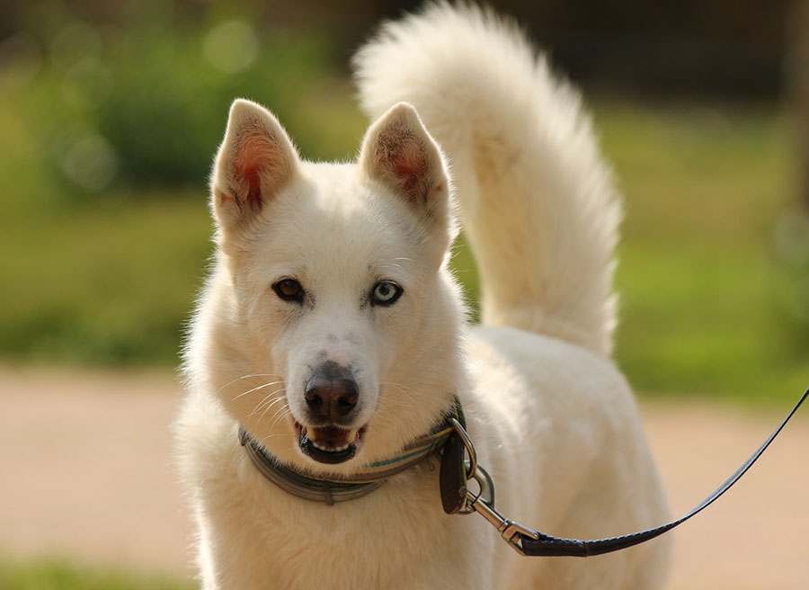 Top 5 questions About The White Husky Answered!
