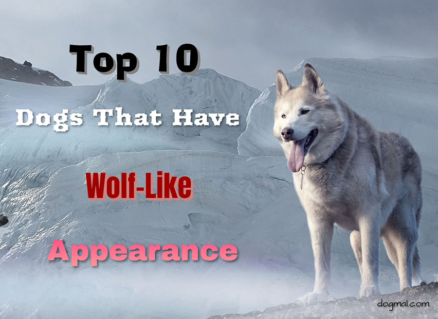 10 Dogs That Have Wolf-Like Appearance