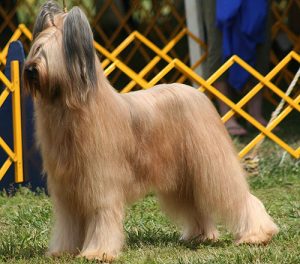 Top 10 Long Haired Blonde Dog Breeds