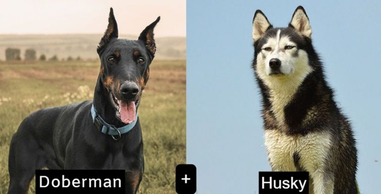Doberman Husky Mix - A Doberman Cross Breed