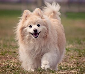 Top 10 Long Haired Blonde Dog Breeds