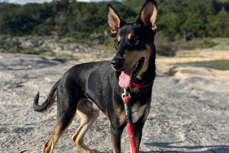 Doberman Husky Mix - A Doberman Cross Breed