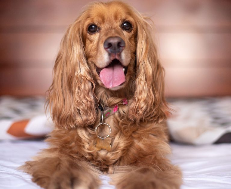 Top 10 Long Haired Blonde Dog Breeds