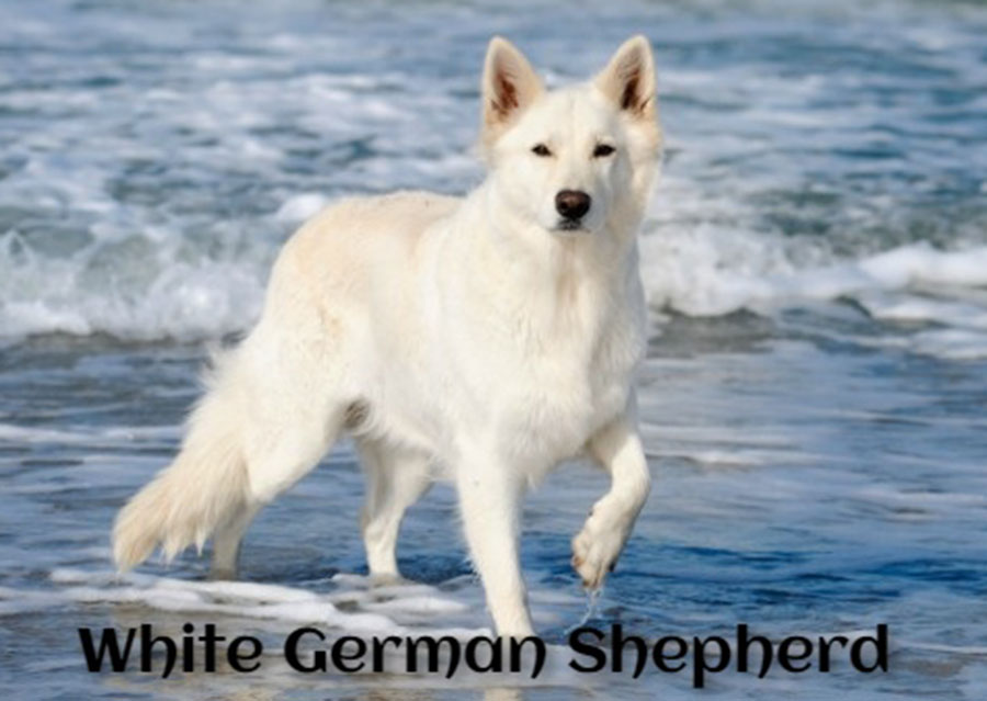 How To Take Care of White German Shepherd?