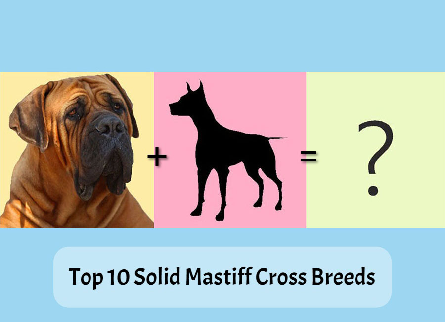 Top 10 Solid Mastiff Dog Crossbreeds