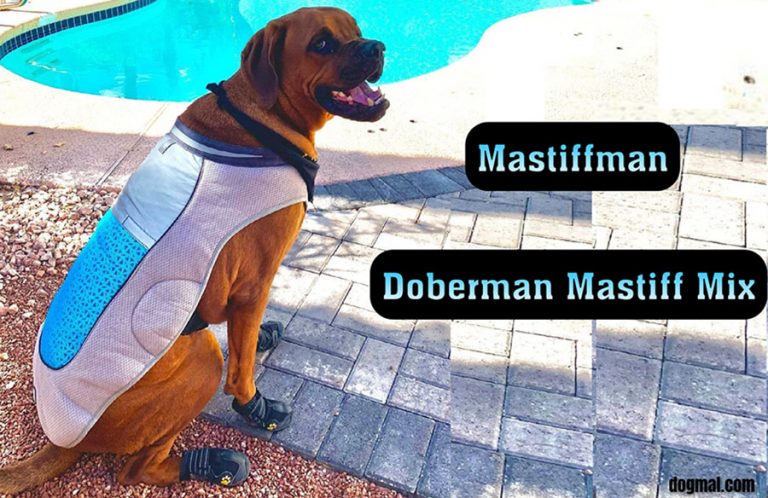 Mastiffman - A Doberman Mastiff Mix