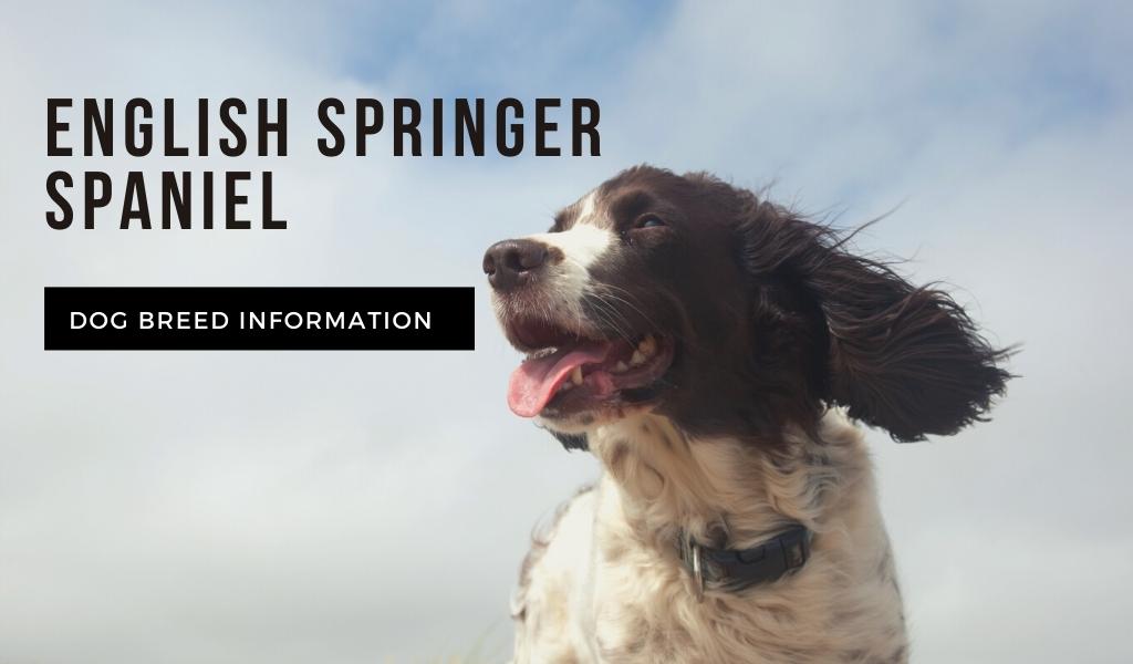 English Springer Spaniel – Dog Breed Information