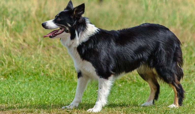 Everyone Should Know About Border Collie