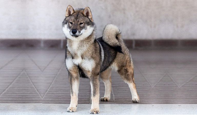 Top 10 Most Well-known Japanese Dog Breeds