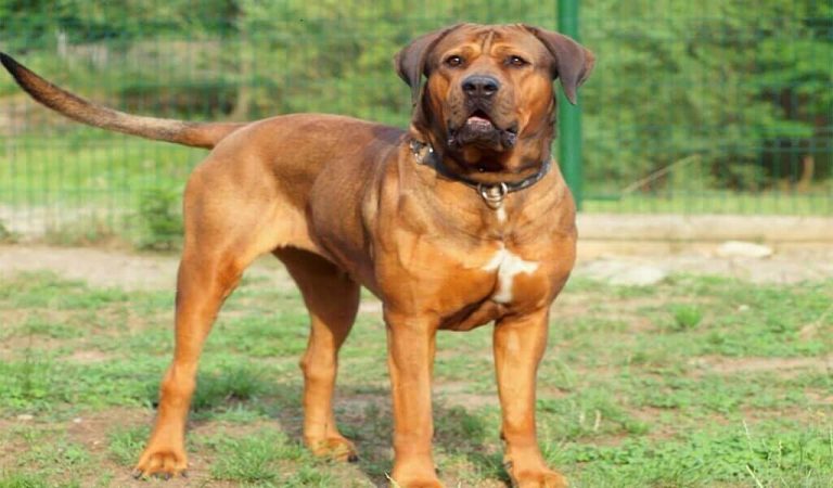Top 10 Most Well-known Japanese Dog Breeds