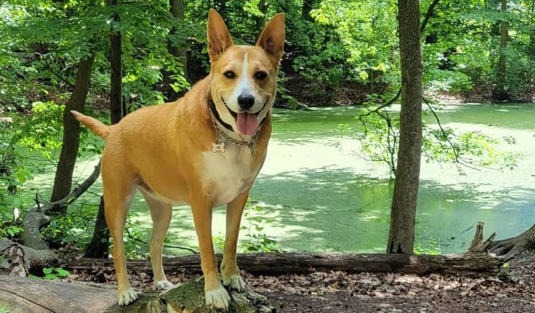 Everything You Need to Know About Carolina Dog Breed