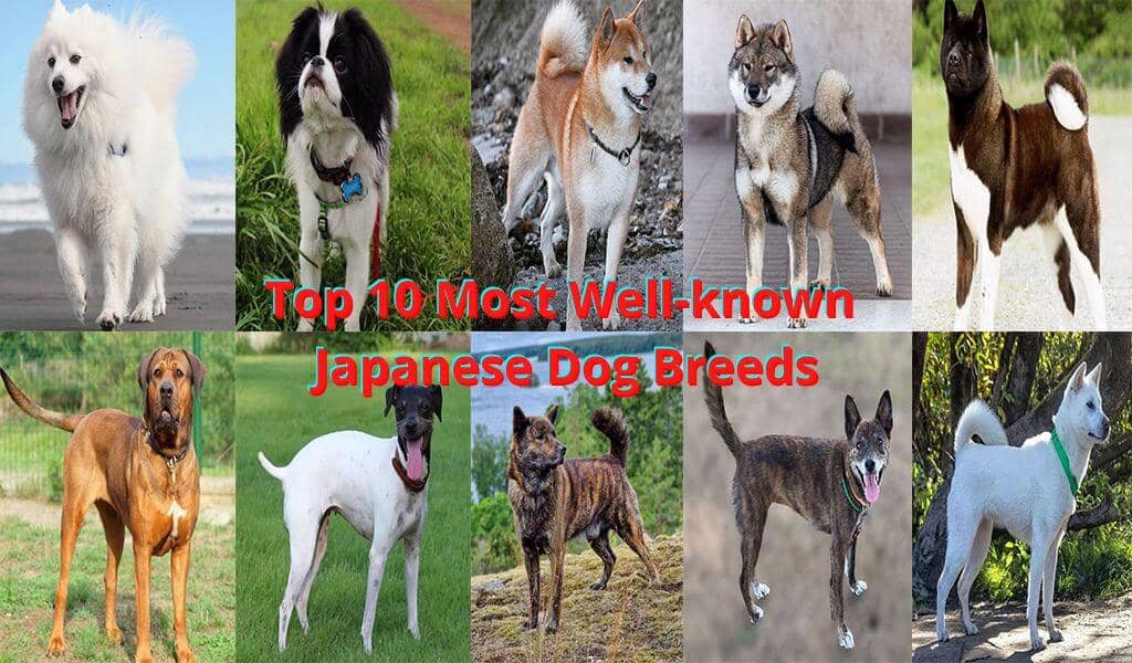 Top 10 Most Well-known Japanese Dog Breeds Top 10 Most Well-known Japanese Dog Breeds