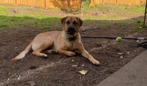 Top 10 Solid Mastiff Dog Crossbreeds