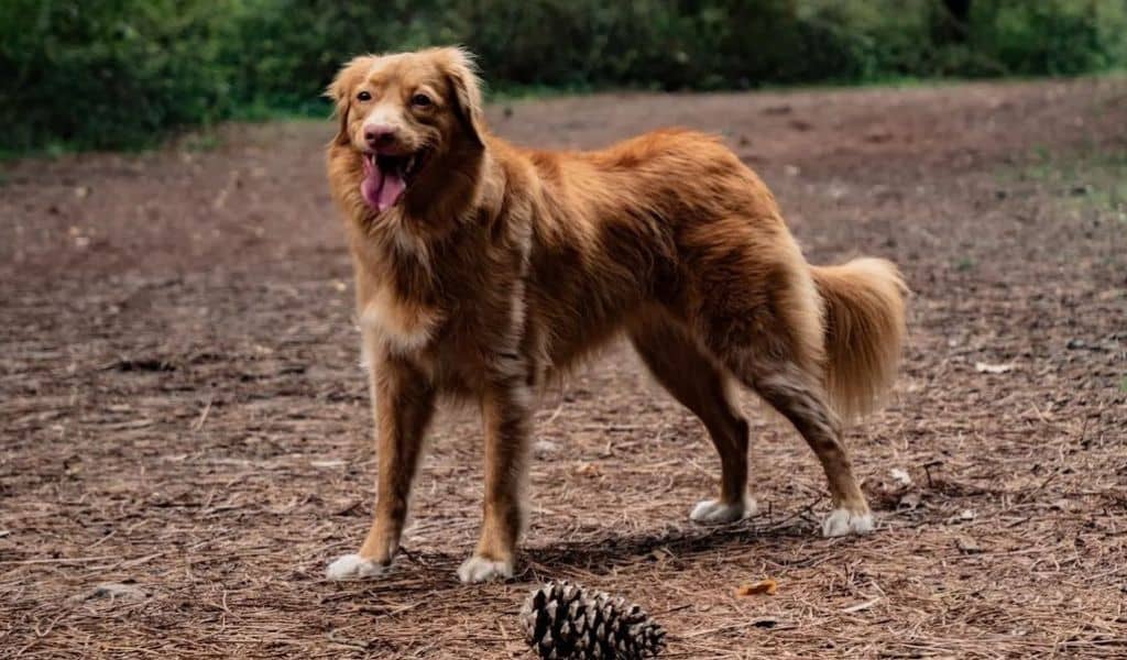 Are Nova Scotia Duck Tolling Retrievers Hypoallergenic