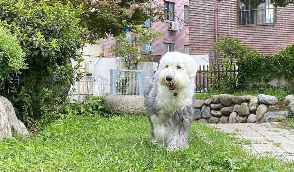 Top 10 Famous Herding Dog Breeds To Adopt