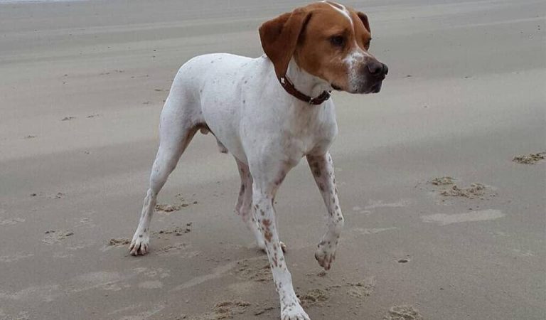 The Best Kept Secrets About Pachon Navarro Dog